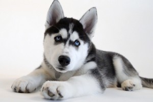 There’s a New Dog on Campus - UConn Today