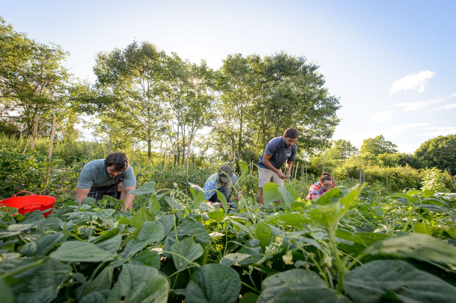 Serving and Celebrating Local Farms in Connecticut Schools - UConn Today