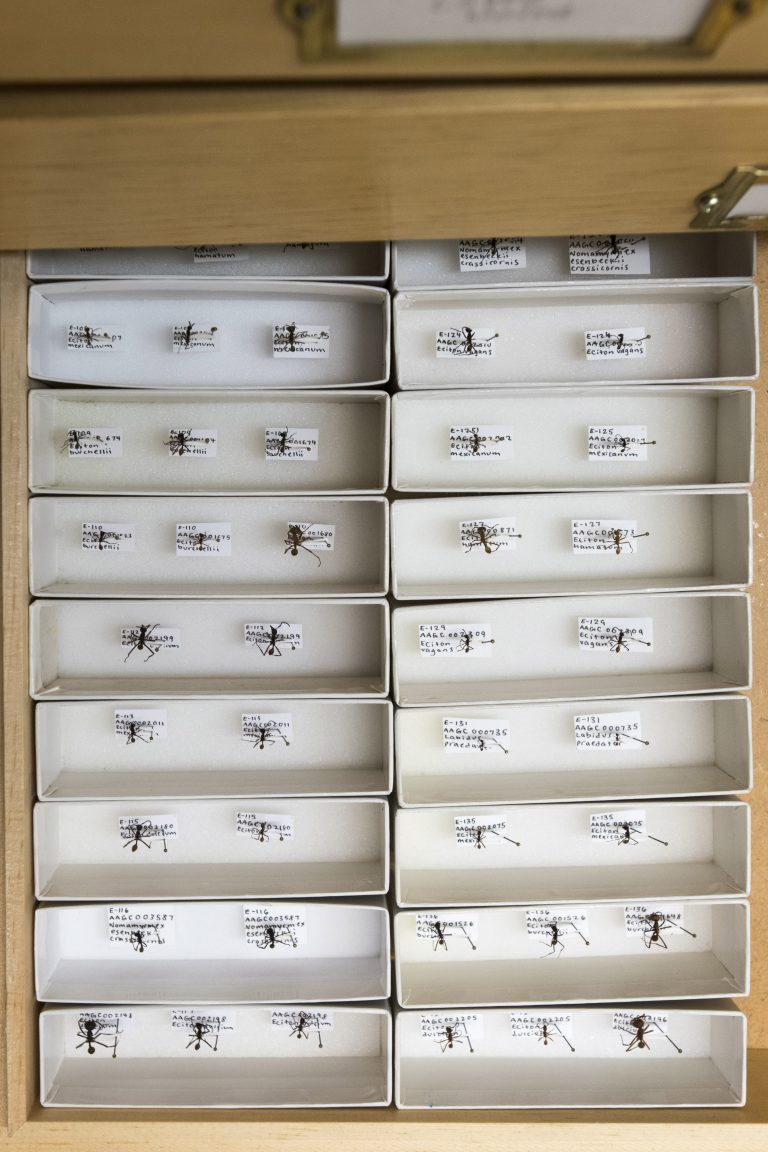 Old Specimens, New Insights - UConn Today