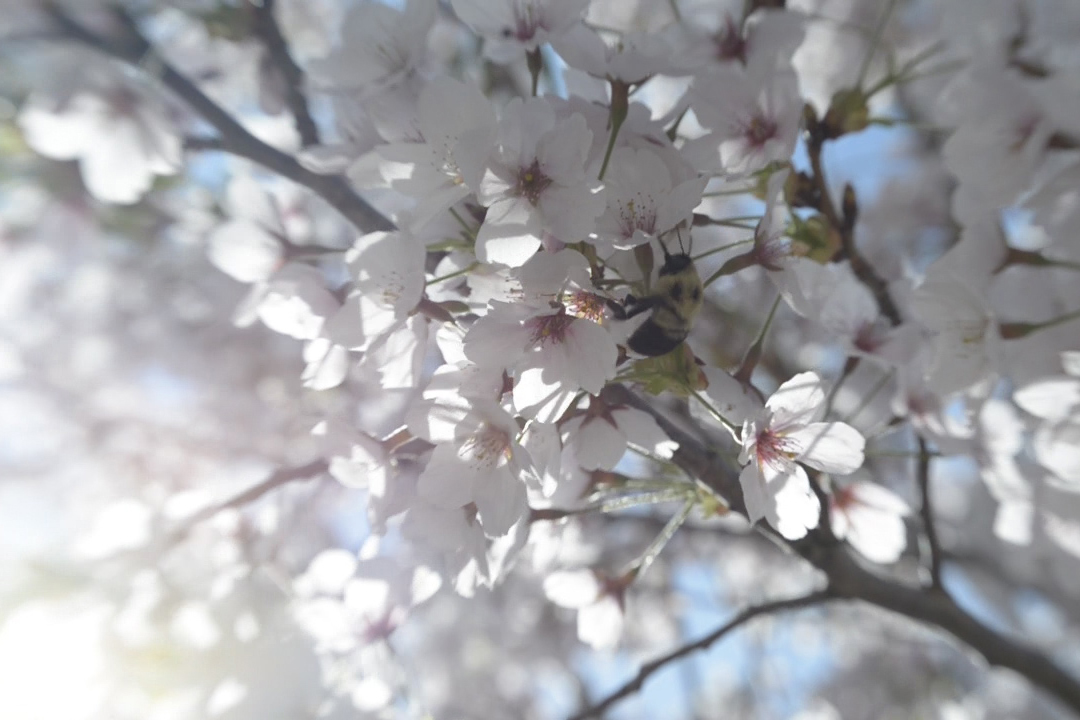 Spring Has Sprung - UConn Today