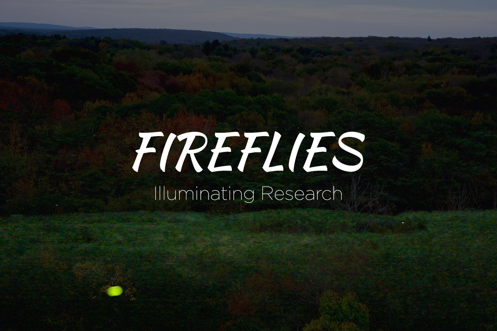 Fireflies: Illuminating Research - UConn Today