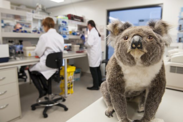 Scientists Crack Koala's Genetic Code - UConn Today