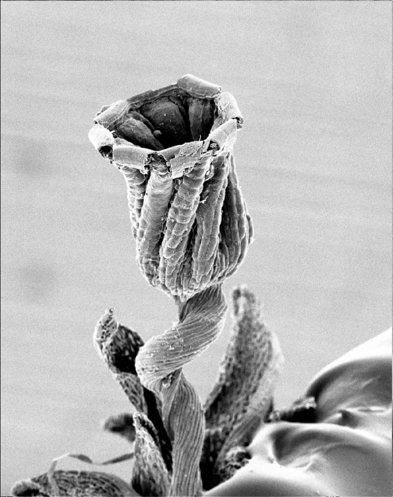 New Evidence Shows the Evolving Nature of Moss - UConn Today