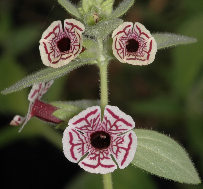 How Did the Monkeyflower Get Its Spots? - UConn Today