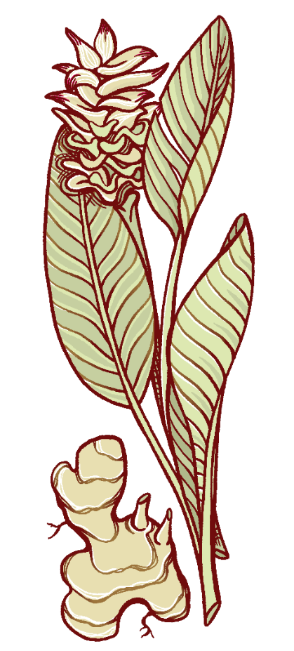 Gingermania! UConn Now Home to Major Collection of Ginger Relatives ...