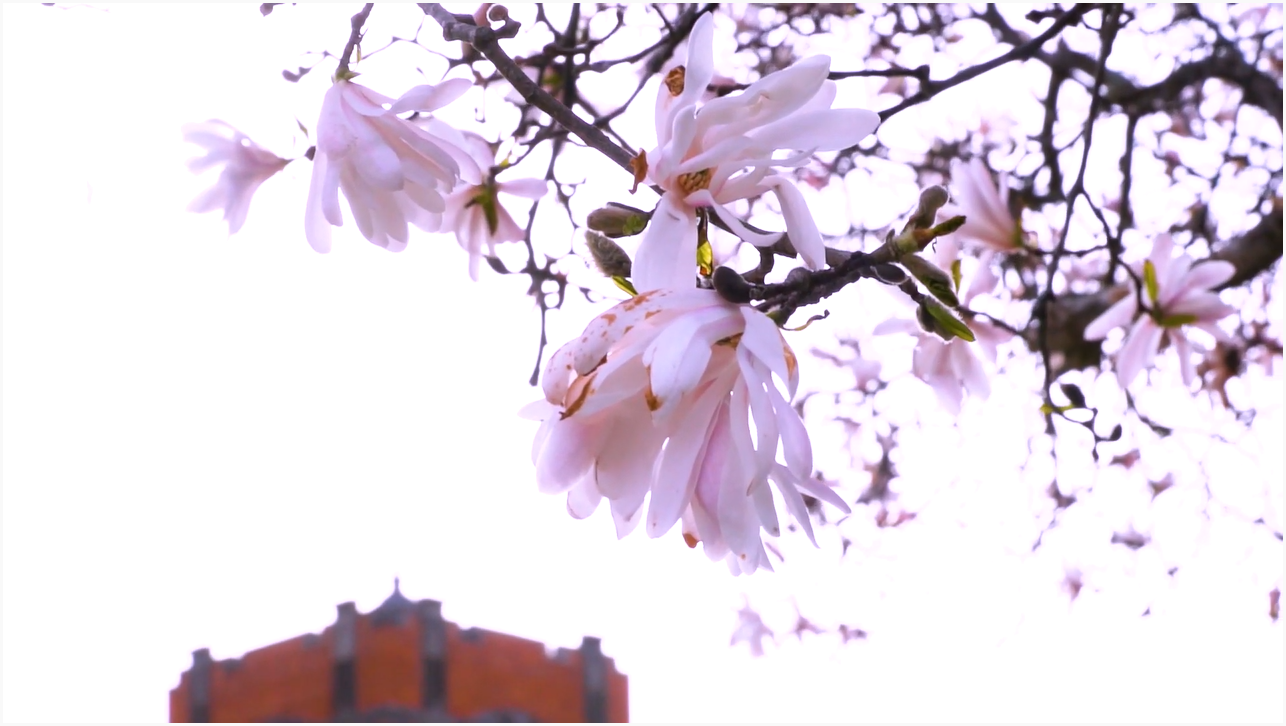 UConn in Bloom - UConn Today