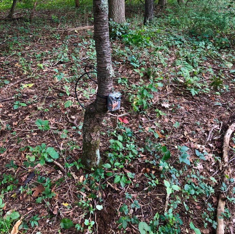 Snapshot USA Helps Conservation Efforts By 'Trapping' Wildlife on ...