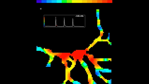 Testing the Fluorescent Proteins That Light Up the Brain - UConn Today