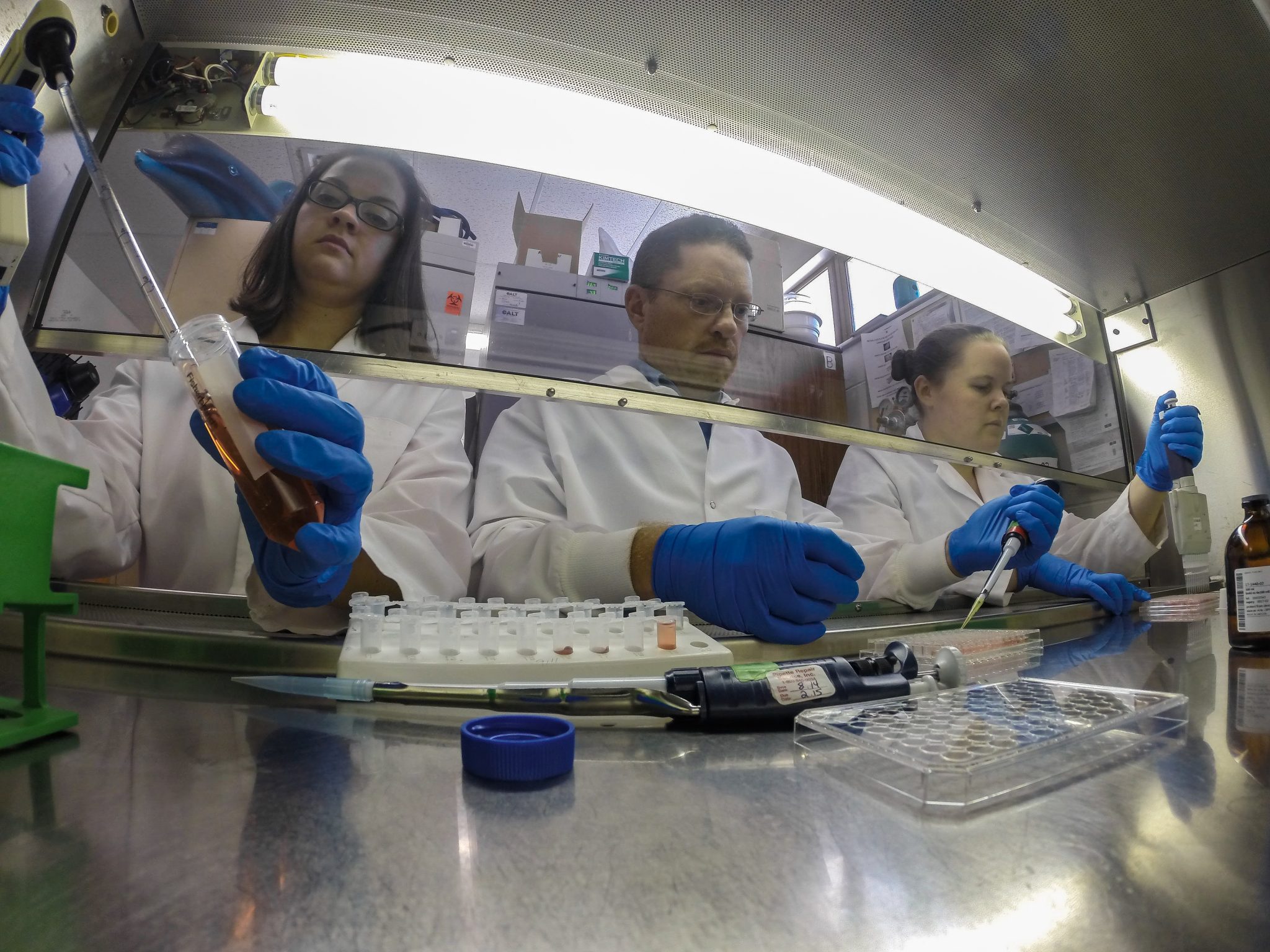 Deepwater Horizon’s Long-Lasting Legacy For Dolphins - UConn Today