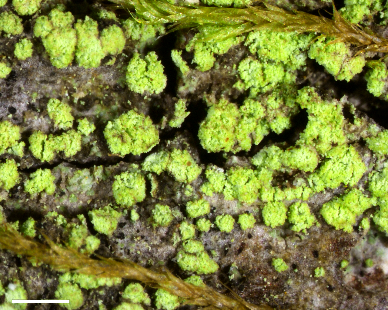 Ecologists are 'Lichen' a Surprising New Find on Campus - UConn Today