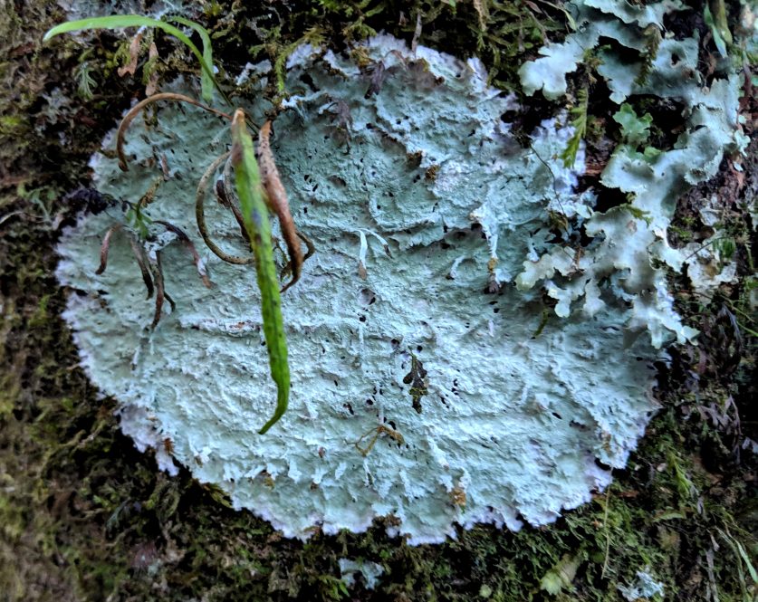 Ecologists are 'Lichen' a Surprising New Find on Campus - UConn Today