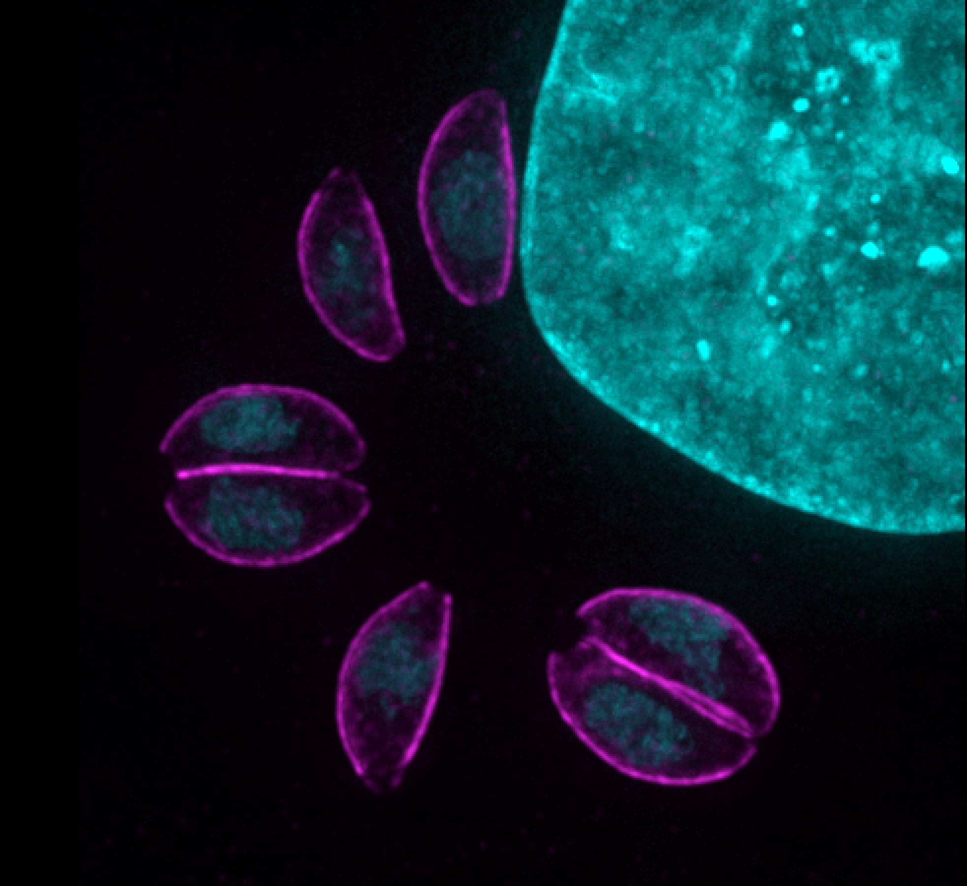 UConn Researcher Working to Uncover Key to Cellular Mechanisms in ...