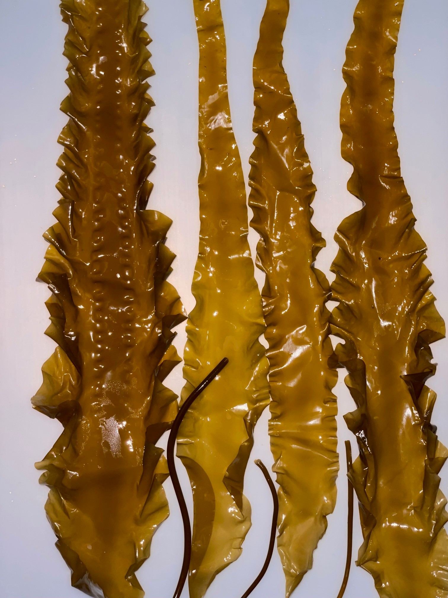 Eating Under The Sea: UConn Researchers Find Health Benefits of ...