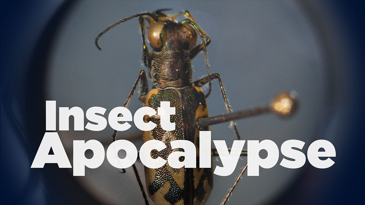 Confronting the 'Insect Apocalypse' - UConn Today