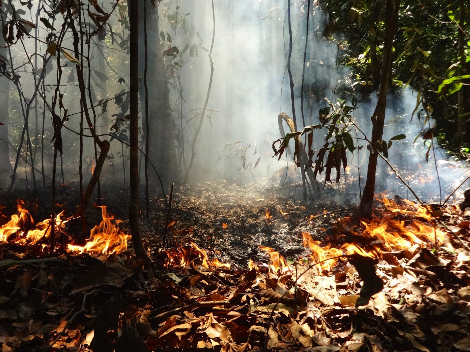 Study Shows the Impacts of Deforestation and Forest Burning on ...