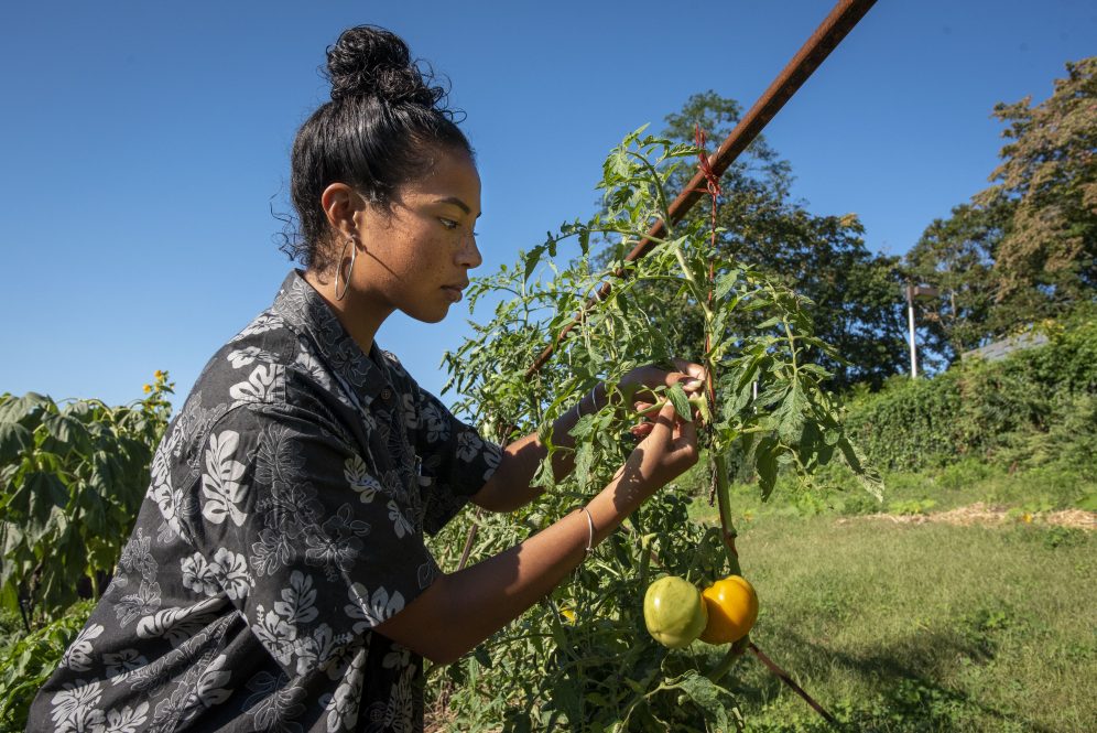 Sustainability, Community, and Food – Theory Meets Action for UConn ...