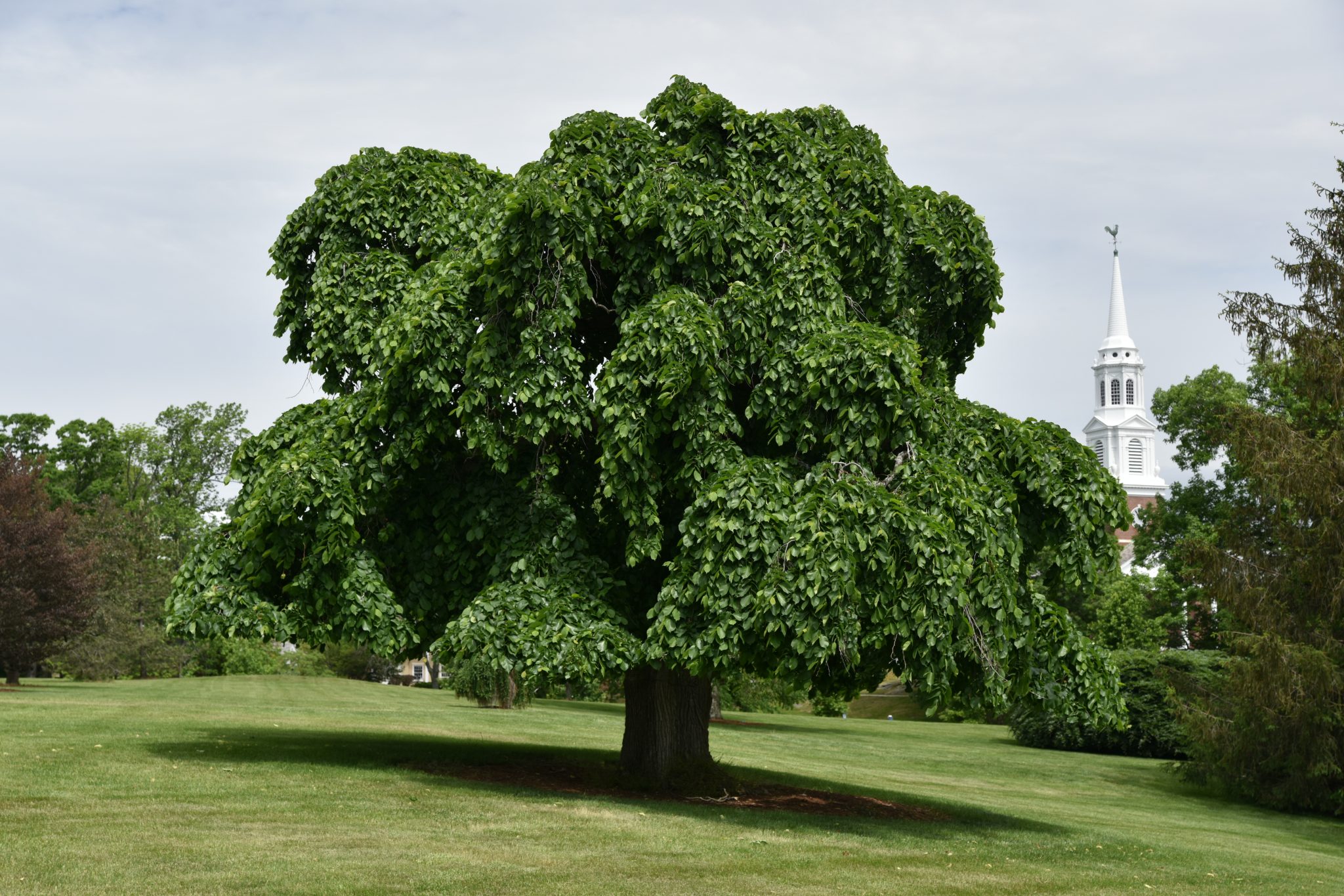 Class Tree Project Expanding as UConn Again Earns ‘Tree Campus USA ...