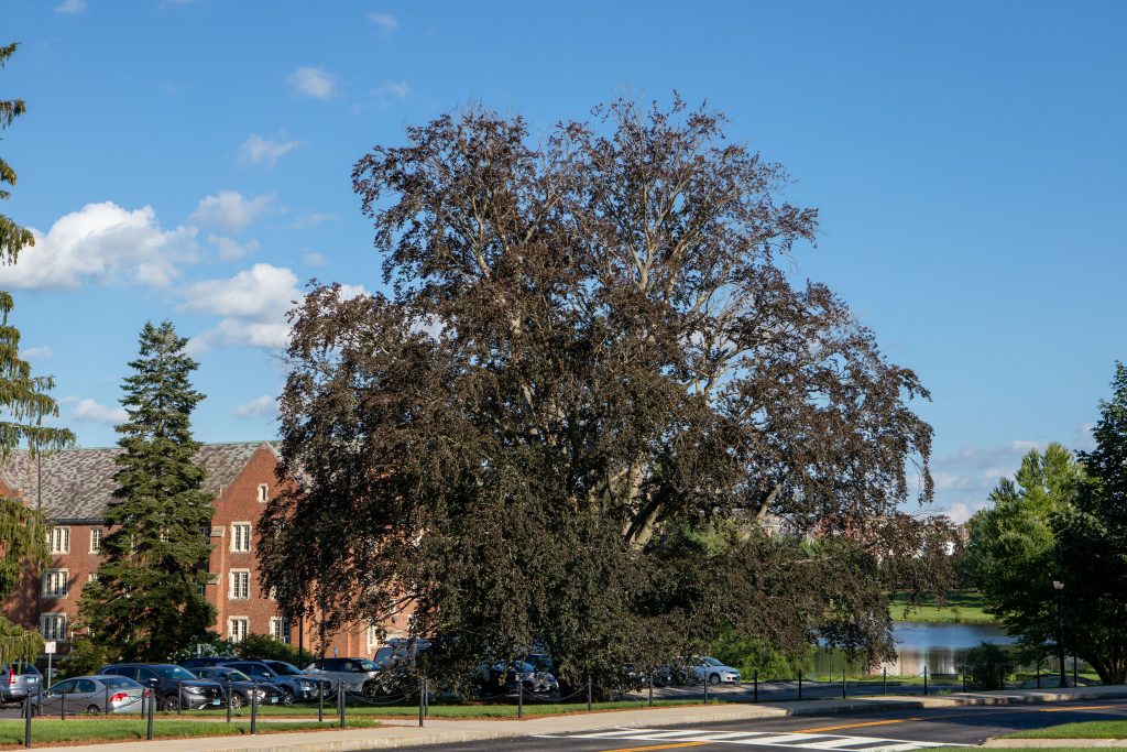 With Class Tree, UConn Grads Put Down Roots Before Branching Out into ...