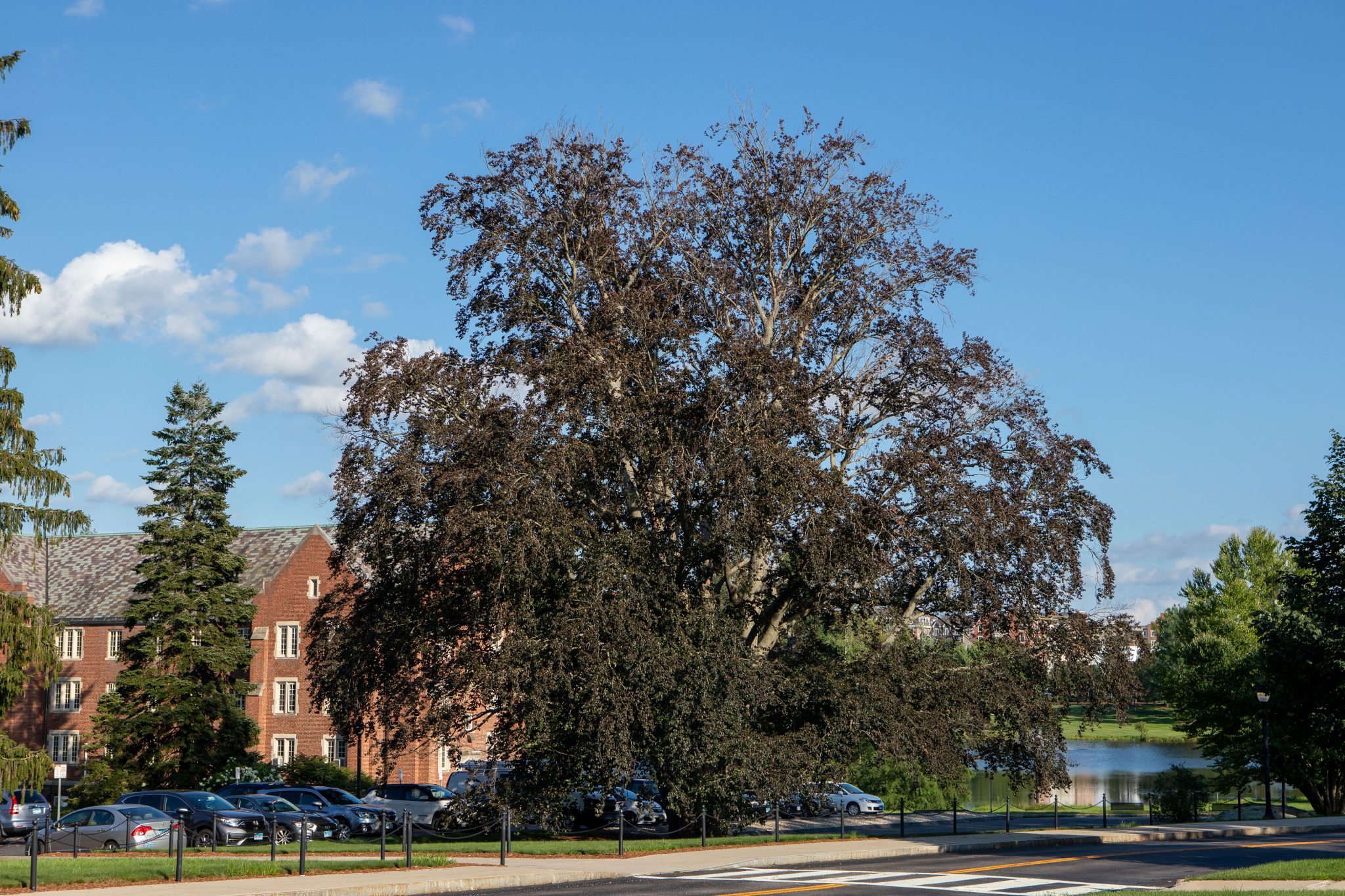 The Story of the Tree Has Artistic and Scientific Branches - UConn Today