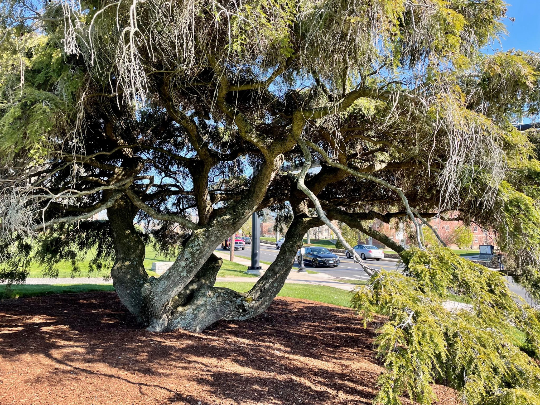 Class Tree Project Expanding as UConn Again Earns ‘Tree Campus USA ...