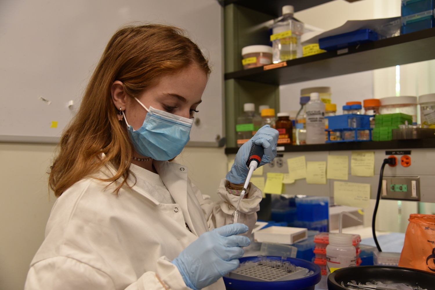 Abby Interrante Investigates Potential Mouse Model for Fatty Liver ...