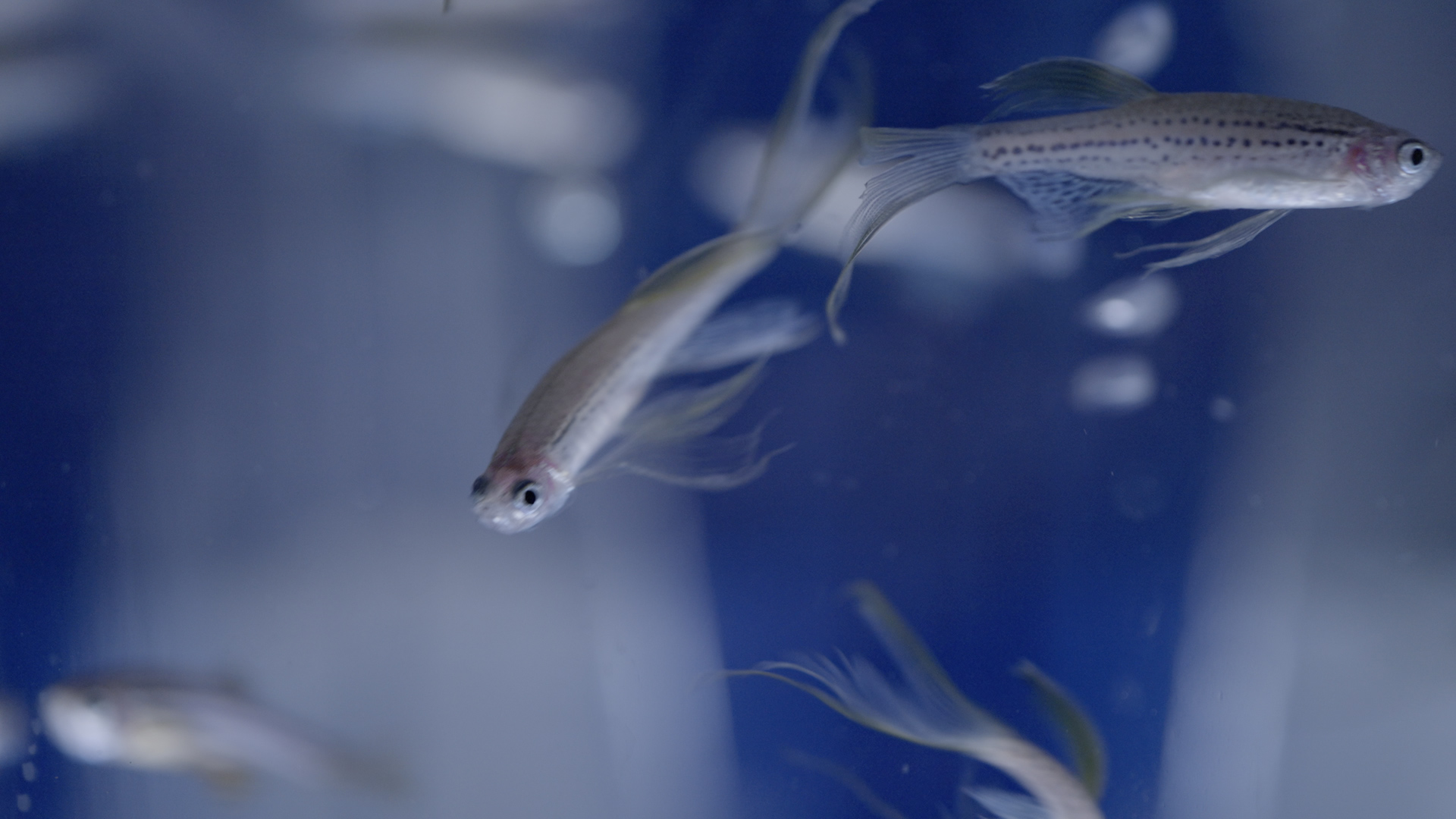 Science In Seconds: What We Can Learn from Zebrafish - UConn Today
