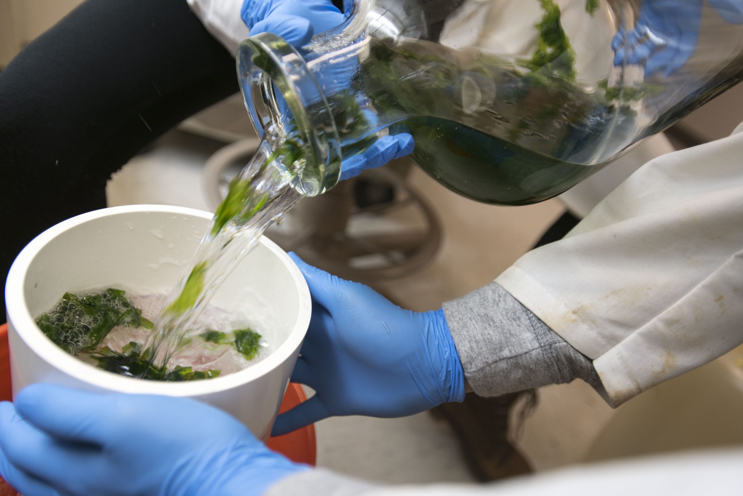 Algae Agreement Offers an Ocean of Research Possibilities - UConn Today