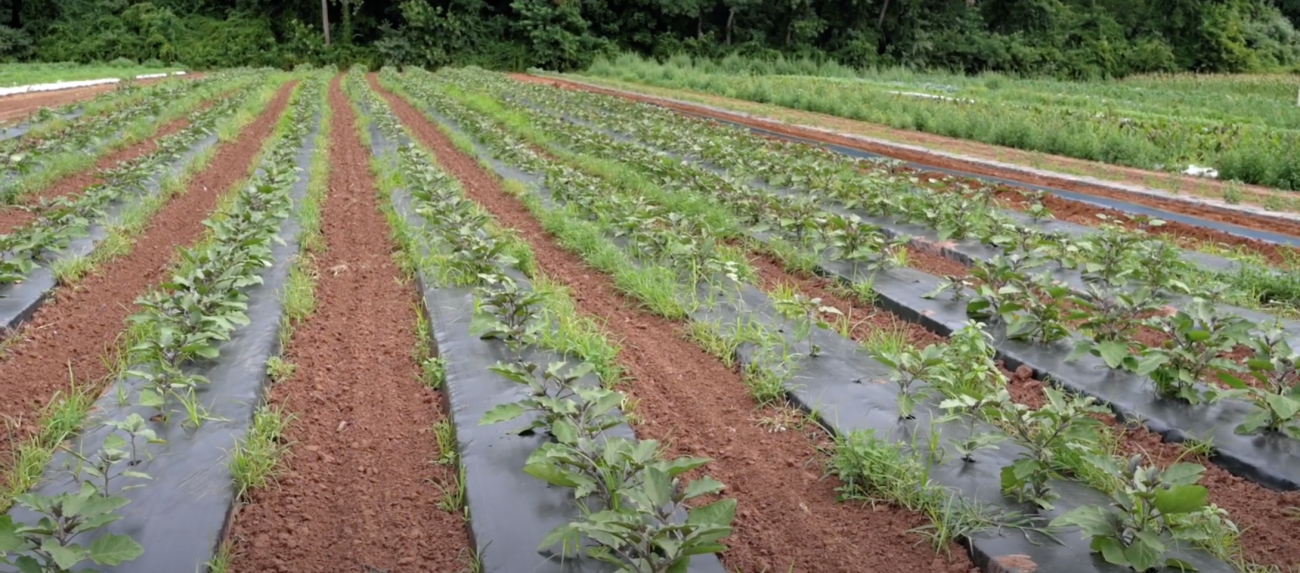 Biodegradable Plastic Mulch: A Climate Smart Agricultural Practice ...