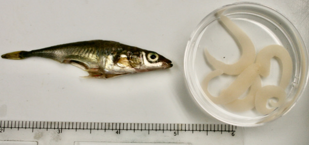 Tolerate Tapeworms or Resist? For Stickelback Fish, Resistance is ...