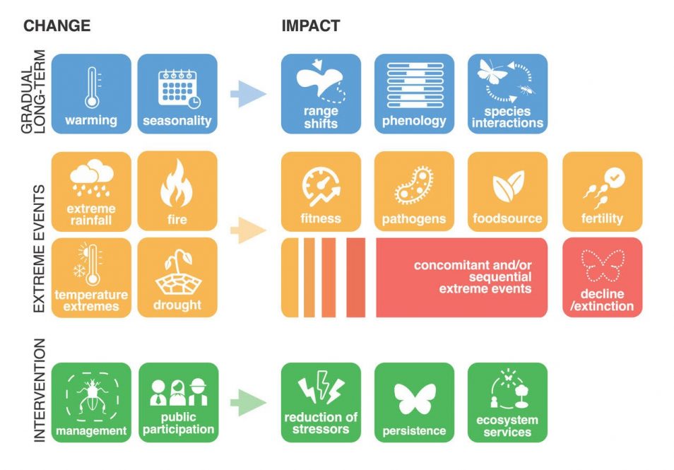 ‘Insects Need Our Help in a Warming World, Now’ - UConn Today