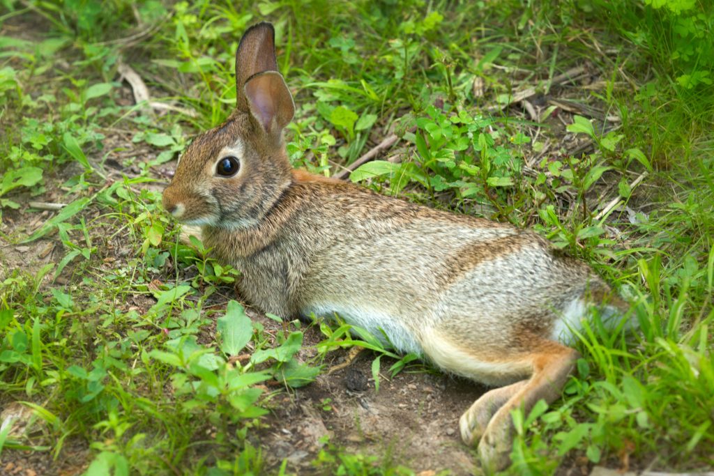 A Tale of the Fight to Save New England’s Native Rabbit - UConn Today