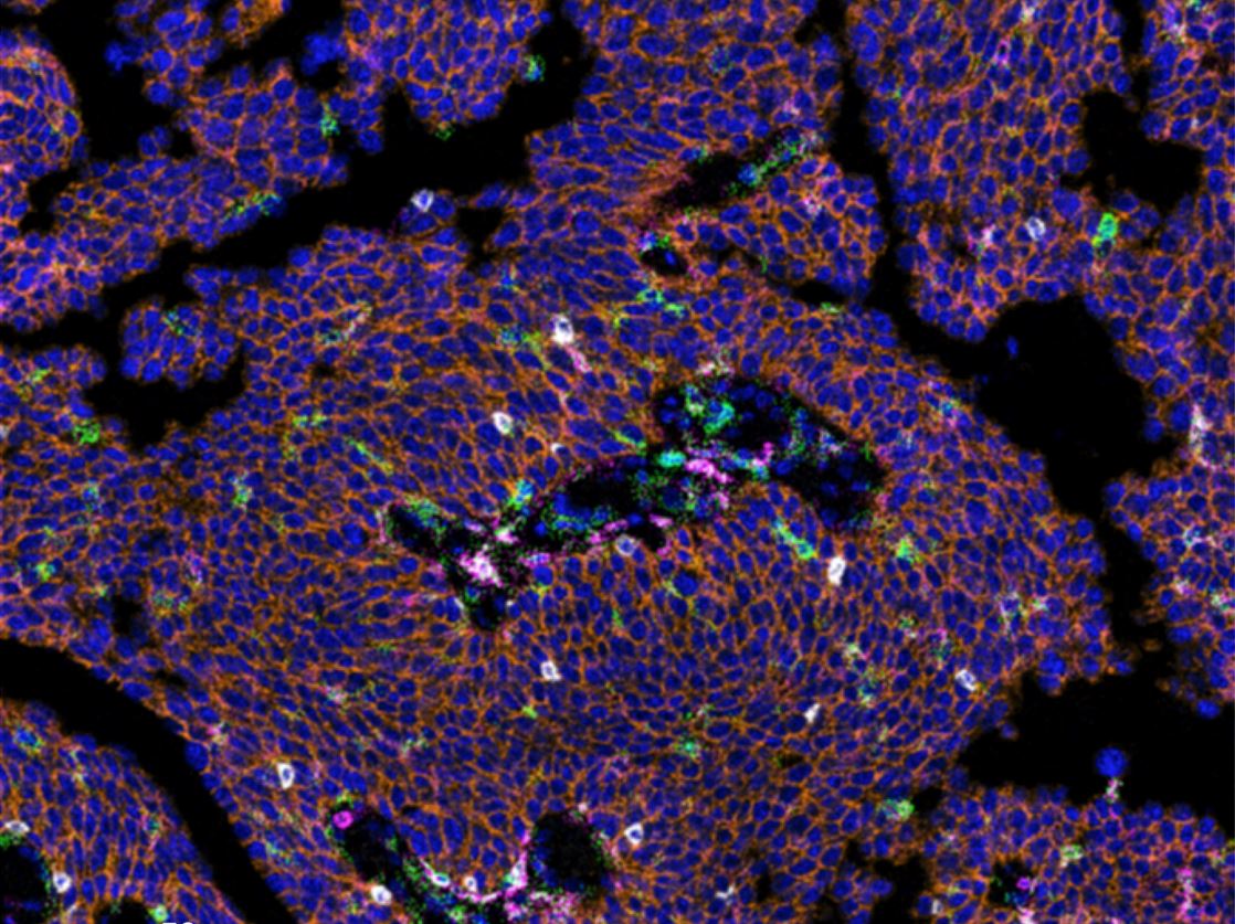 UConn Center on Aging to Transform our Understanding of Cellular ...
