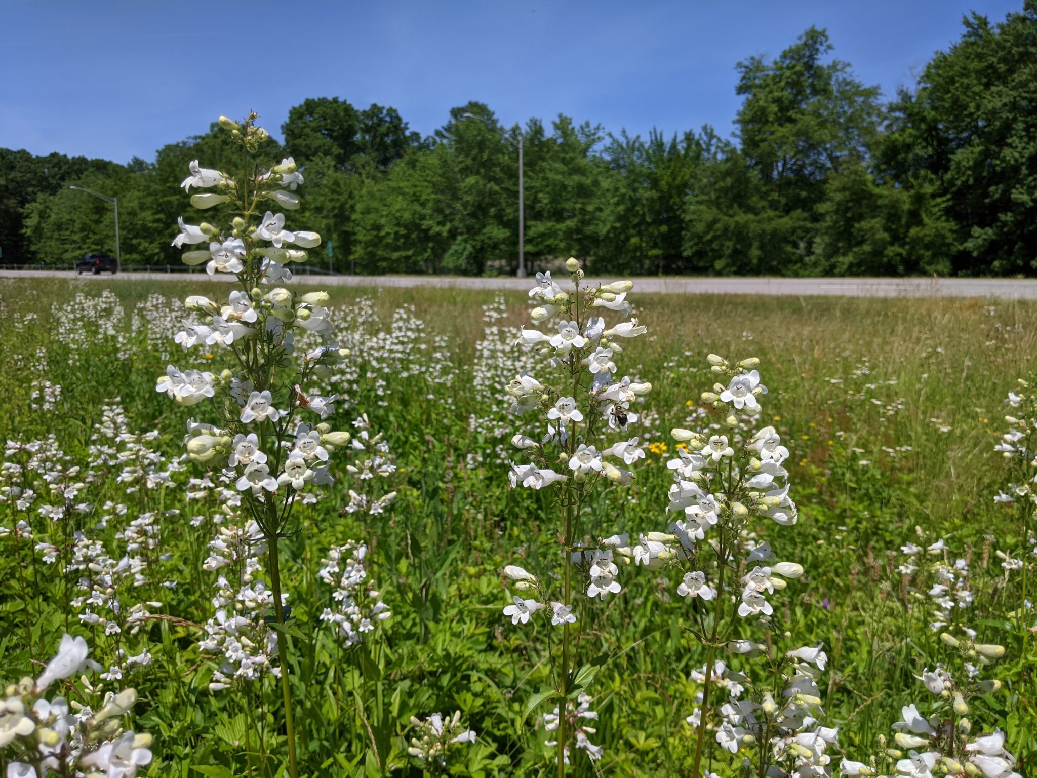 The Road(side) to a Thriving Native Ecosystem - UConn Today
