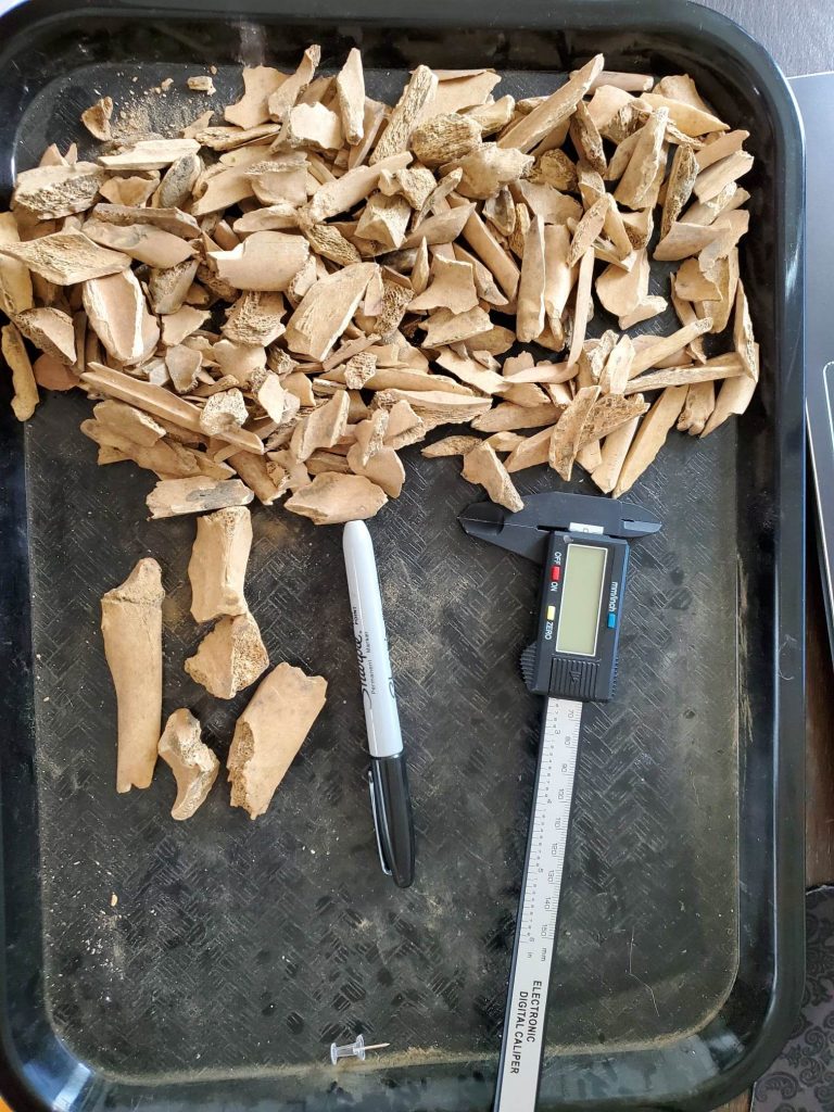 White-tailed Deer Bones Give a Glimpse into Connecticut’s Past and May ...