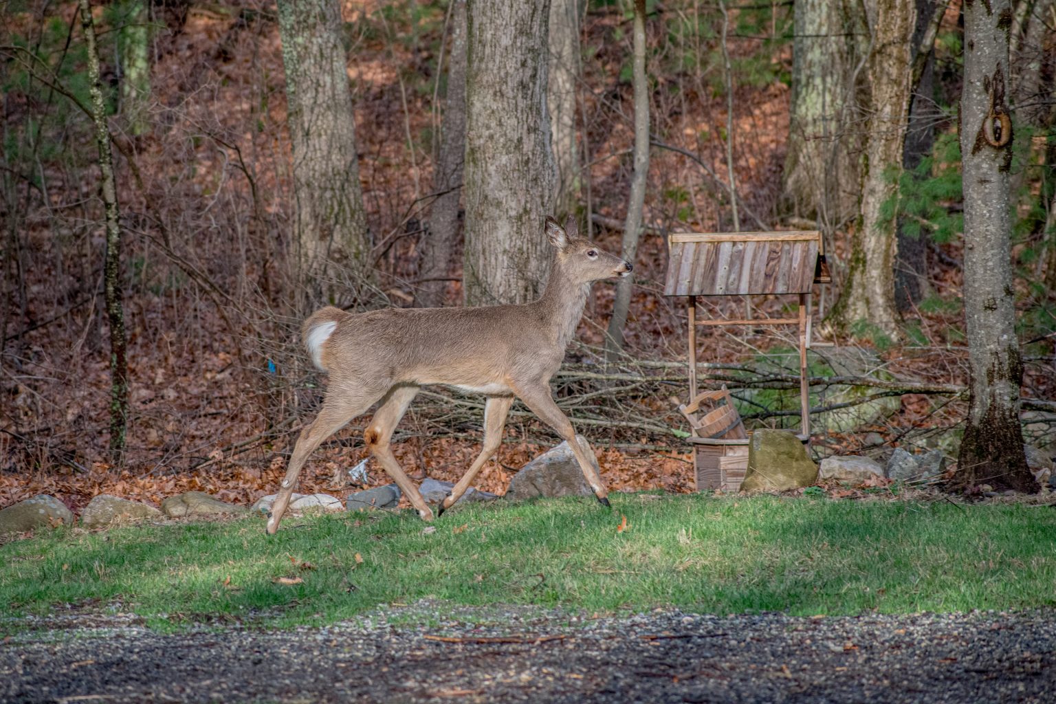 White-tailed Deer Bones Give a Glimpse into Connecticut’s Past and May ...