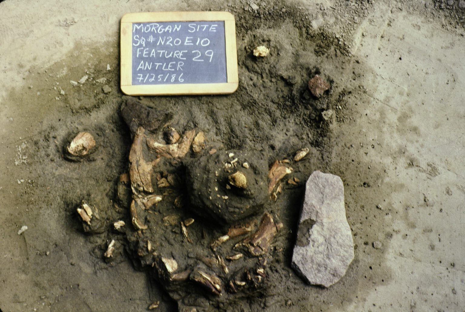 White-tailed Deer Bones Give a Glimpse into Connecticut’s Past and May ...