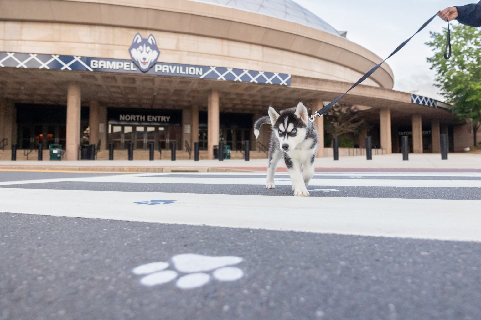 Jonathan XV has Arrived, and Doggone it, He’s Adorable - UConn Today