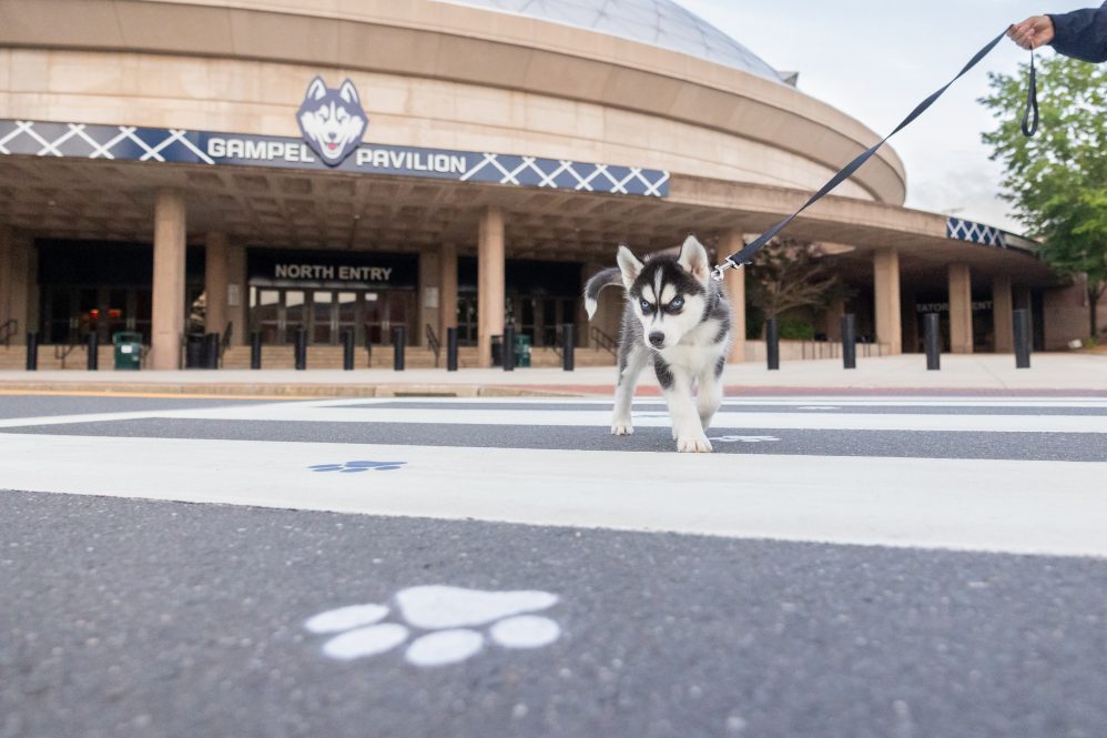 Jonathan XV has Arrived, and Doggone it, He’s Adorable - UConn Today