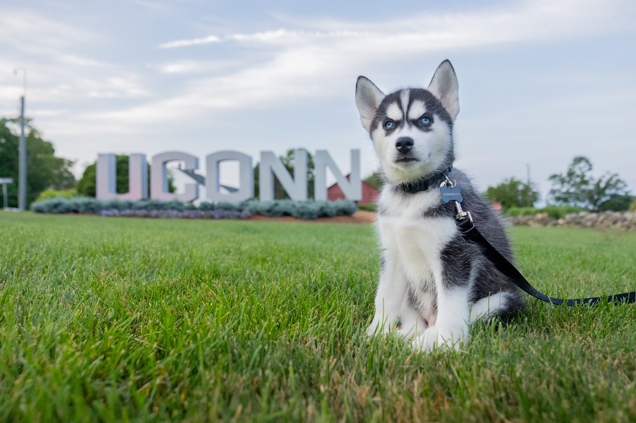 Jonathan XV has Arrived, and Doggone it, He’s Adorable - UConn Today