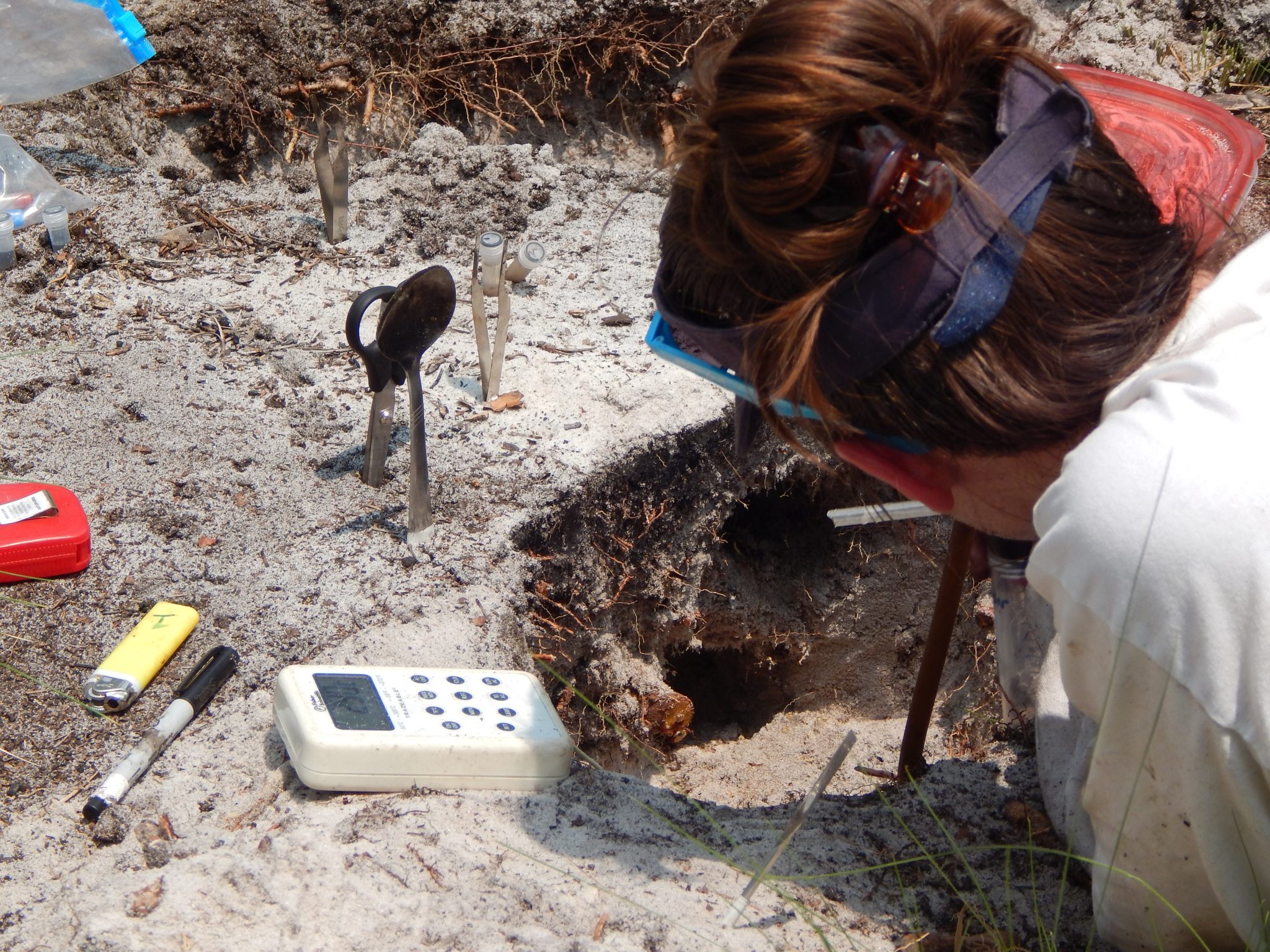 Researchers Sniff Out How Ants Weed their Fungus Gardens - UConn Today