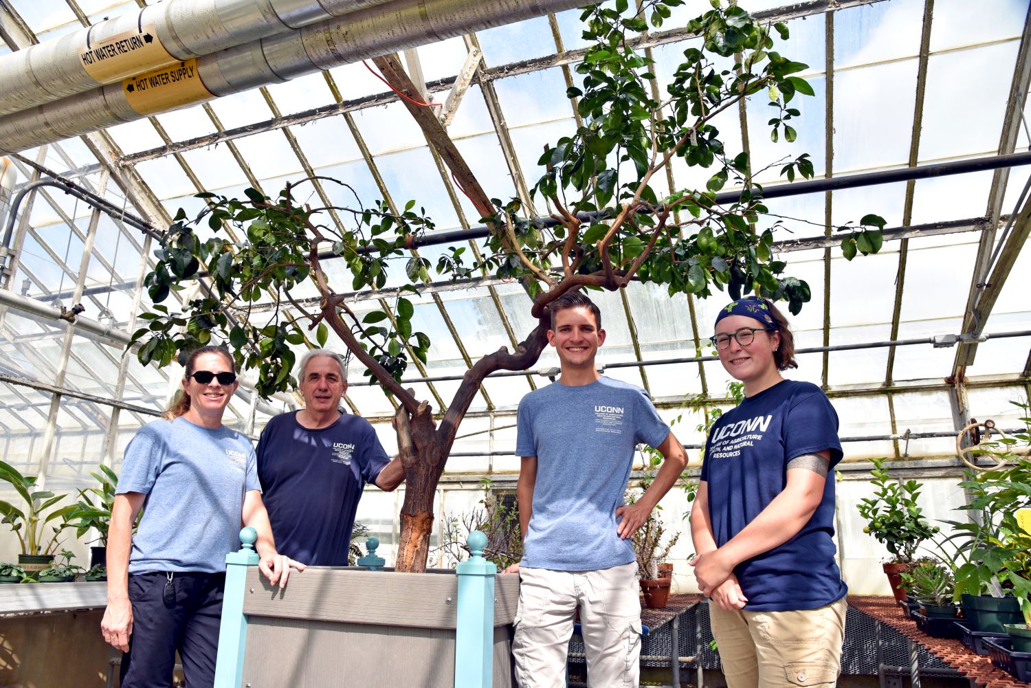 New Home for Historic UConn Citrus Tree - UConn Today