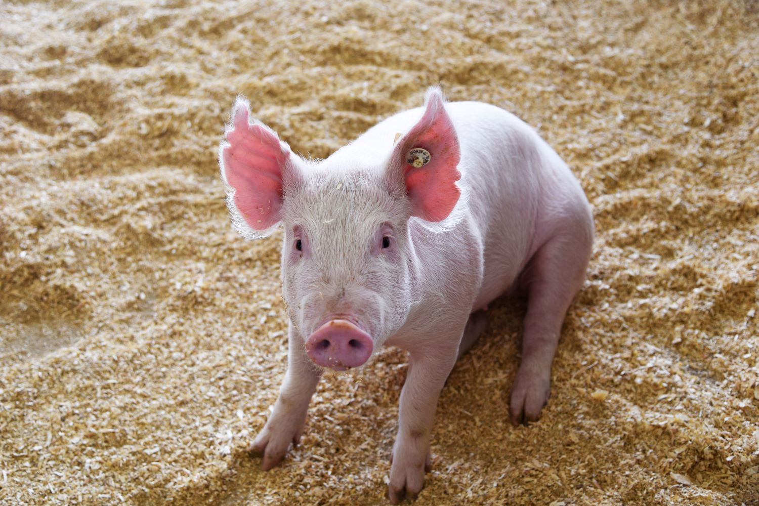 New Preventative Treatment for Porcine Virus Could Save Billions for ...