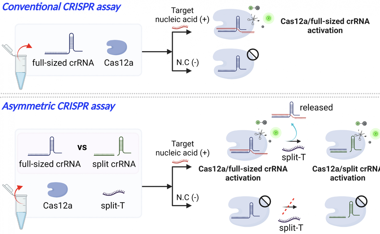 Researchers Improve Efficacy and Efficiency of CRISPR Diagnostic ...