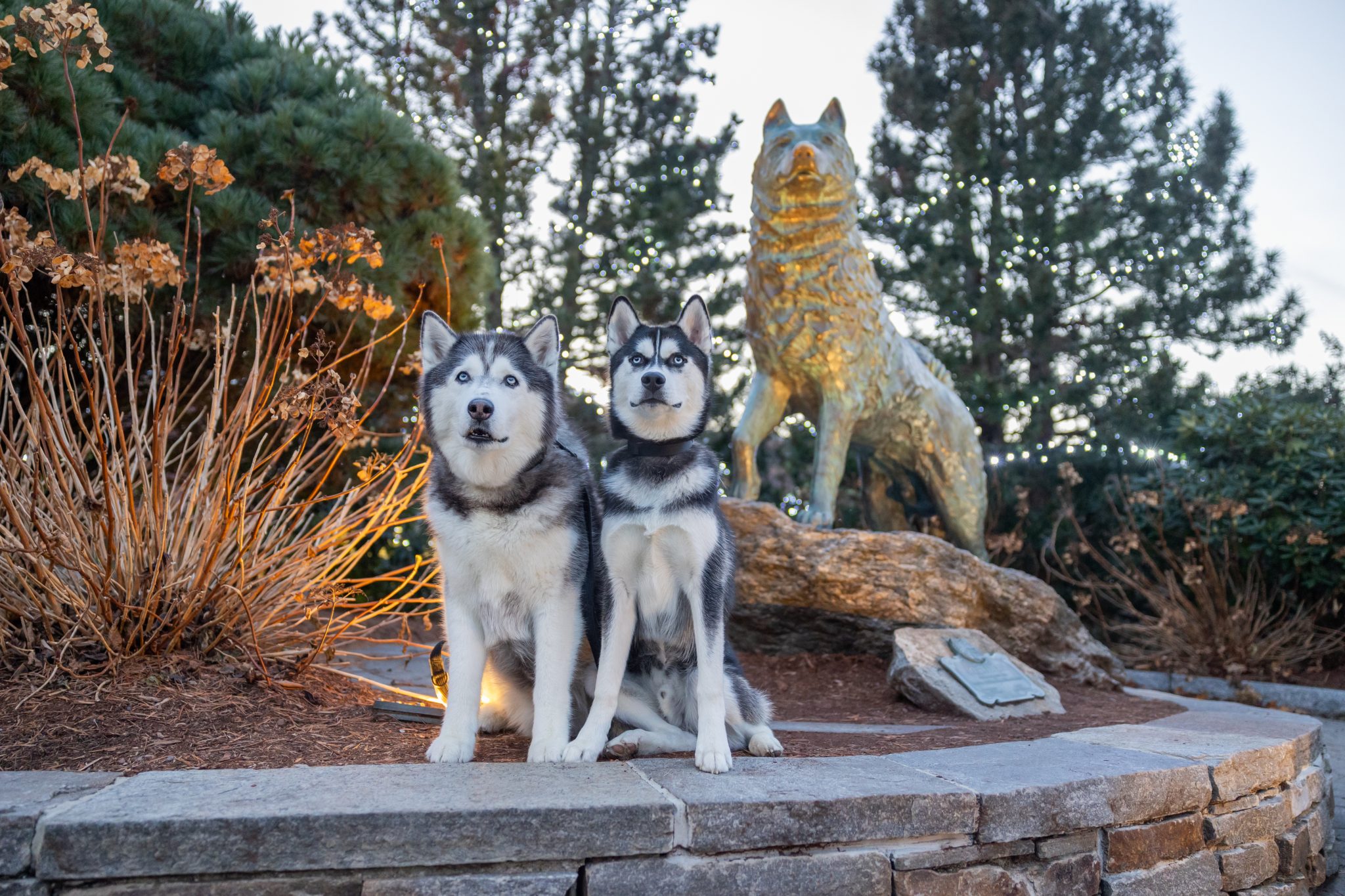 With the 'Changing of the Collar,' Jonathan XV Becoming UConn’s Top Dog ...