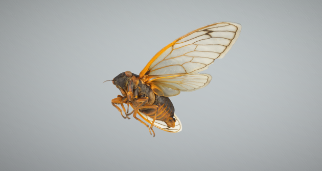 Cicadas Visualized as Never Before Thanks to Inventive Collaboration ...