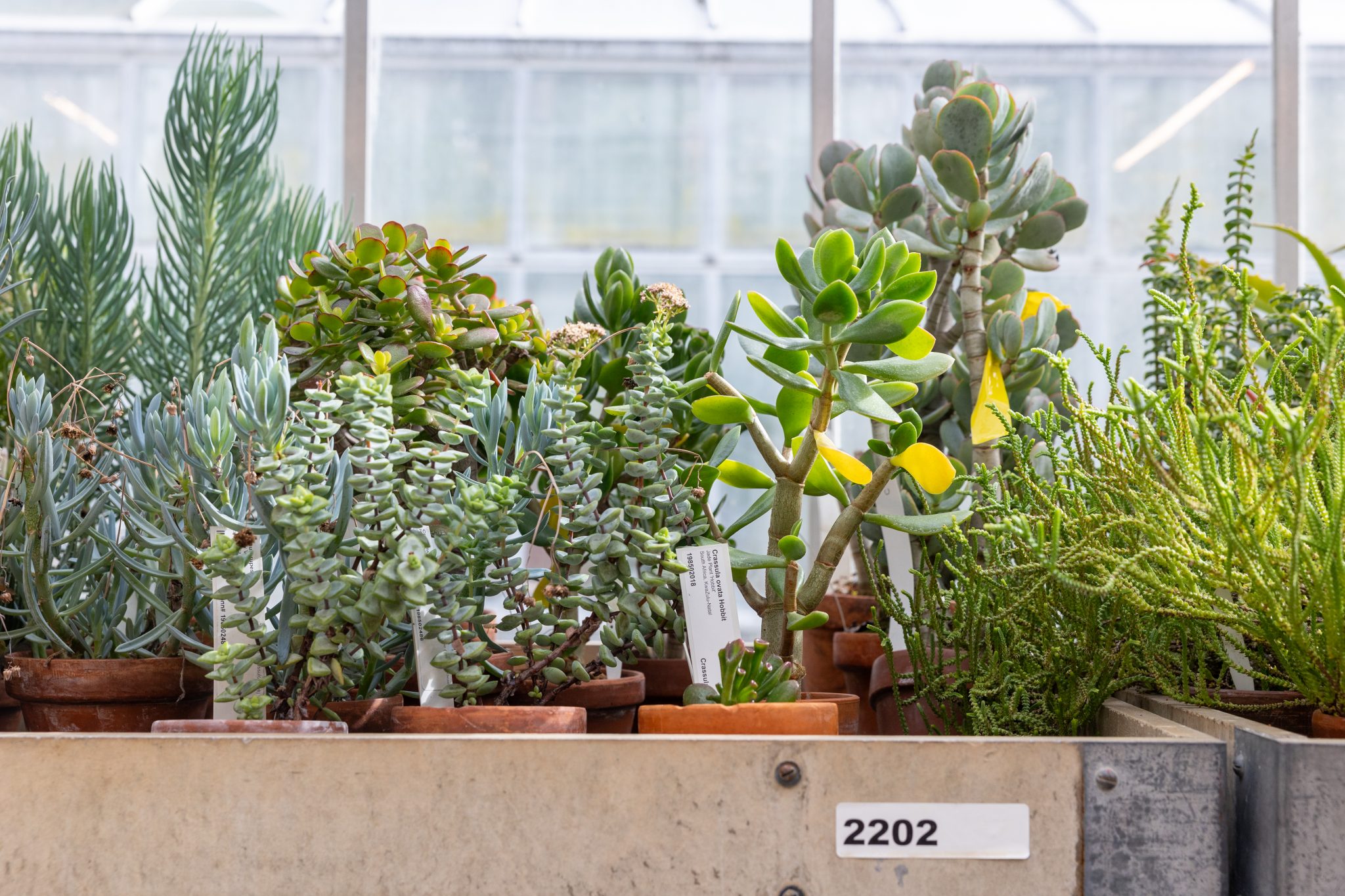 For the Love of Plants: Garden Club of America to Tour UConn’s ...