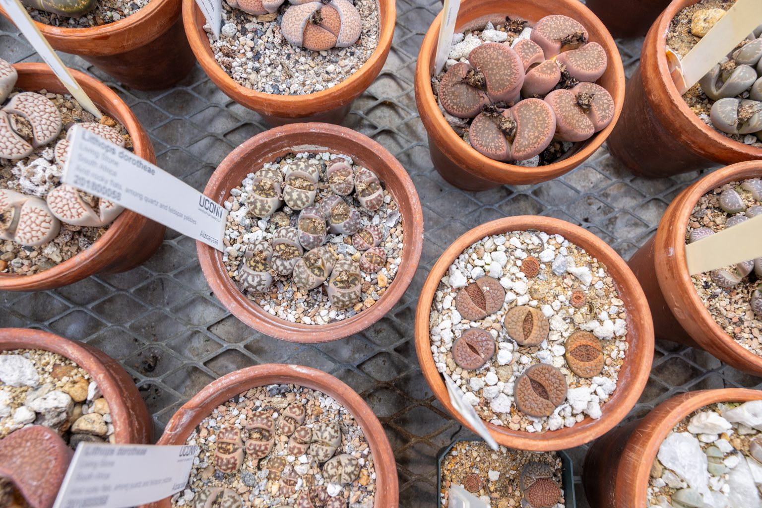 For the Love of Plants: Garden Club of America to Tour UConn’s ...
