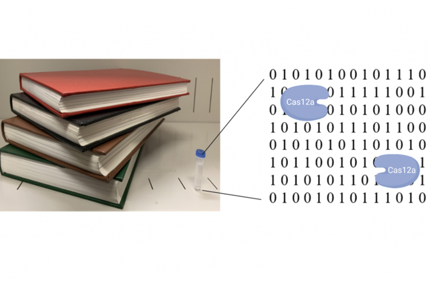 Searching for Data in DNA with CRISPR - UConn Today