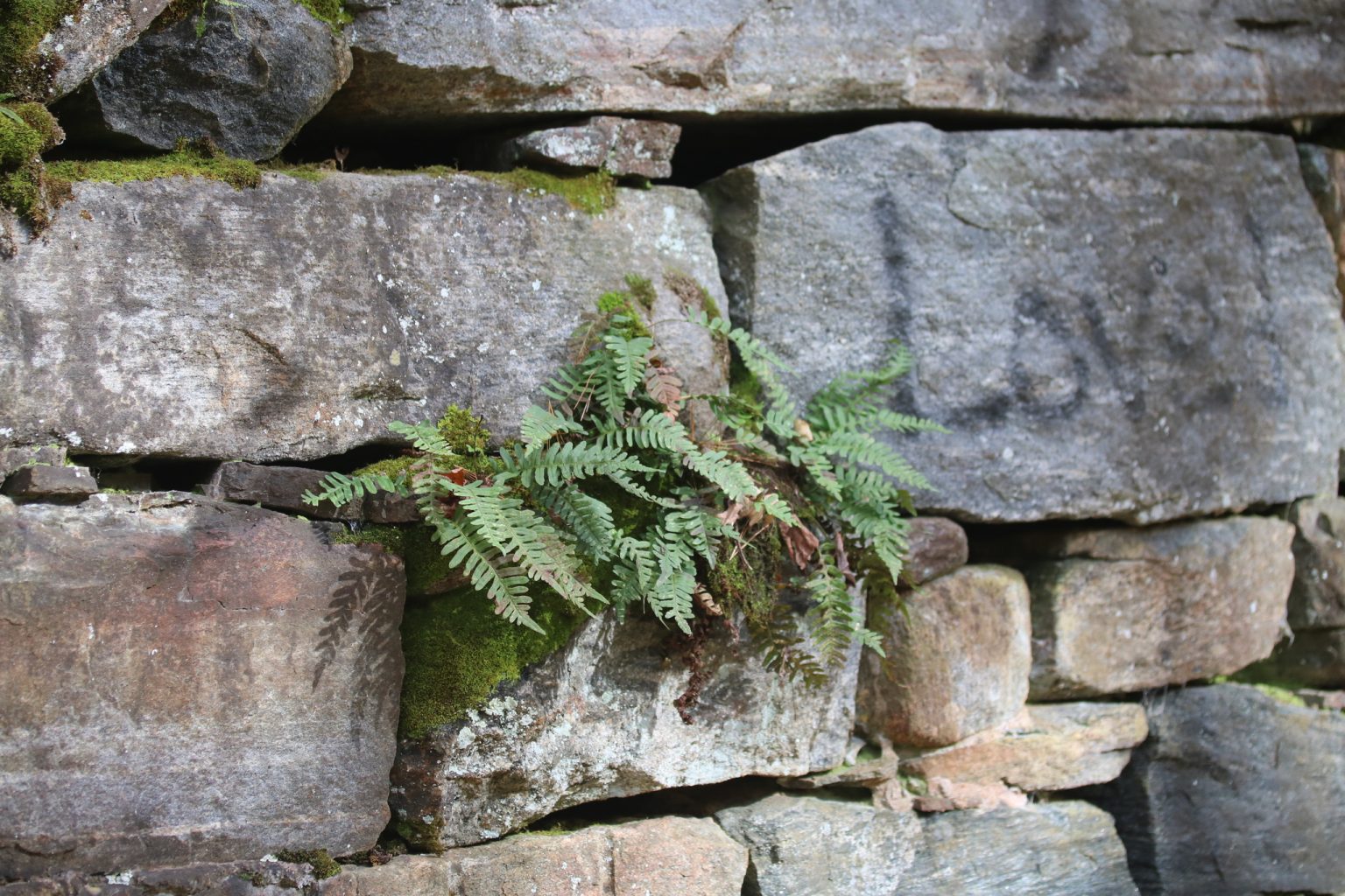 City Fern, Country Fern: Citizen Science is Helping to Study Why Some ...
