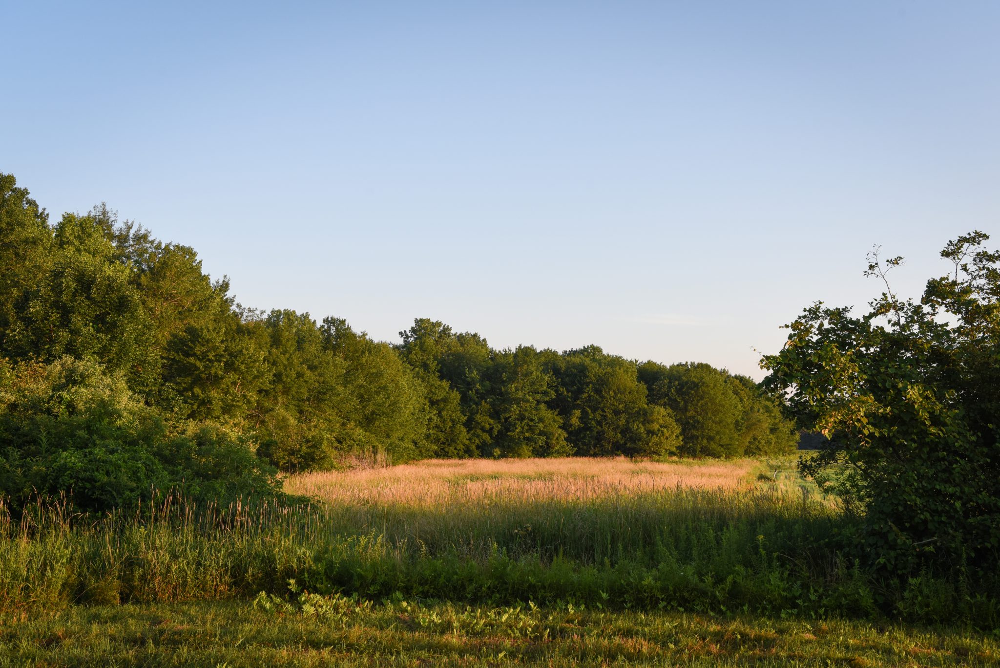 Studying the Changing Landscape of Forest Management - UConn Today